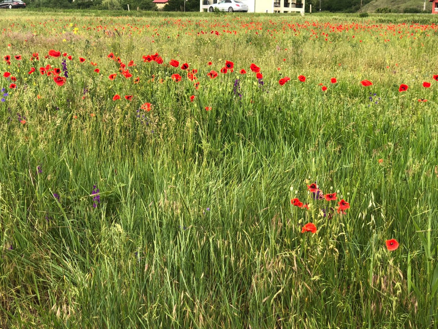 FOTO Noua modă. Fotografii în lanul cu maci