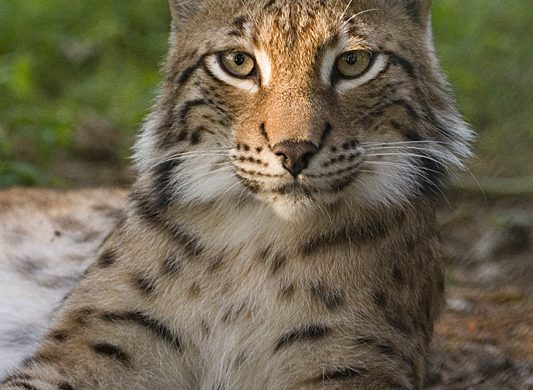 imagini ras valea ierii cluj